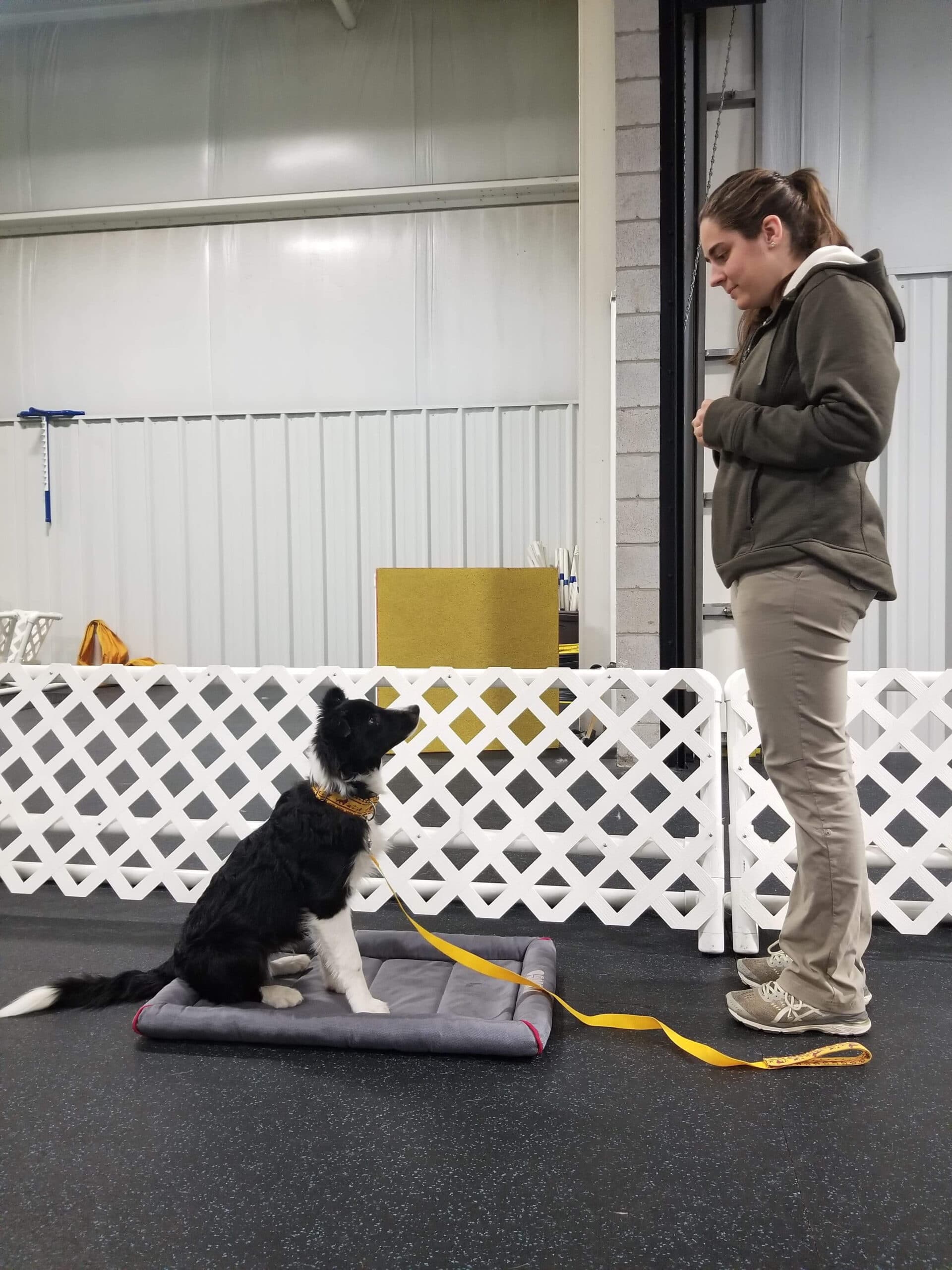 Puppy Training - Happy Feet Training